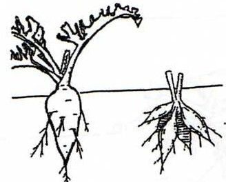 Racines Tubéreuses; tubers, plant