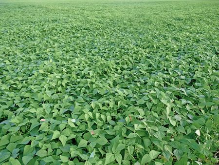 La cueillette des haricots verts ... - Le blog d'Isabelle