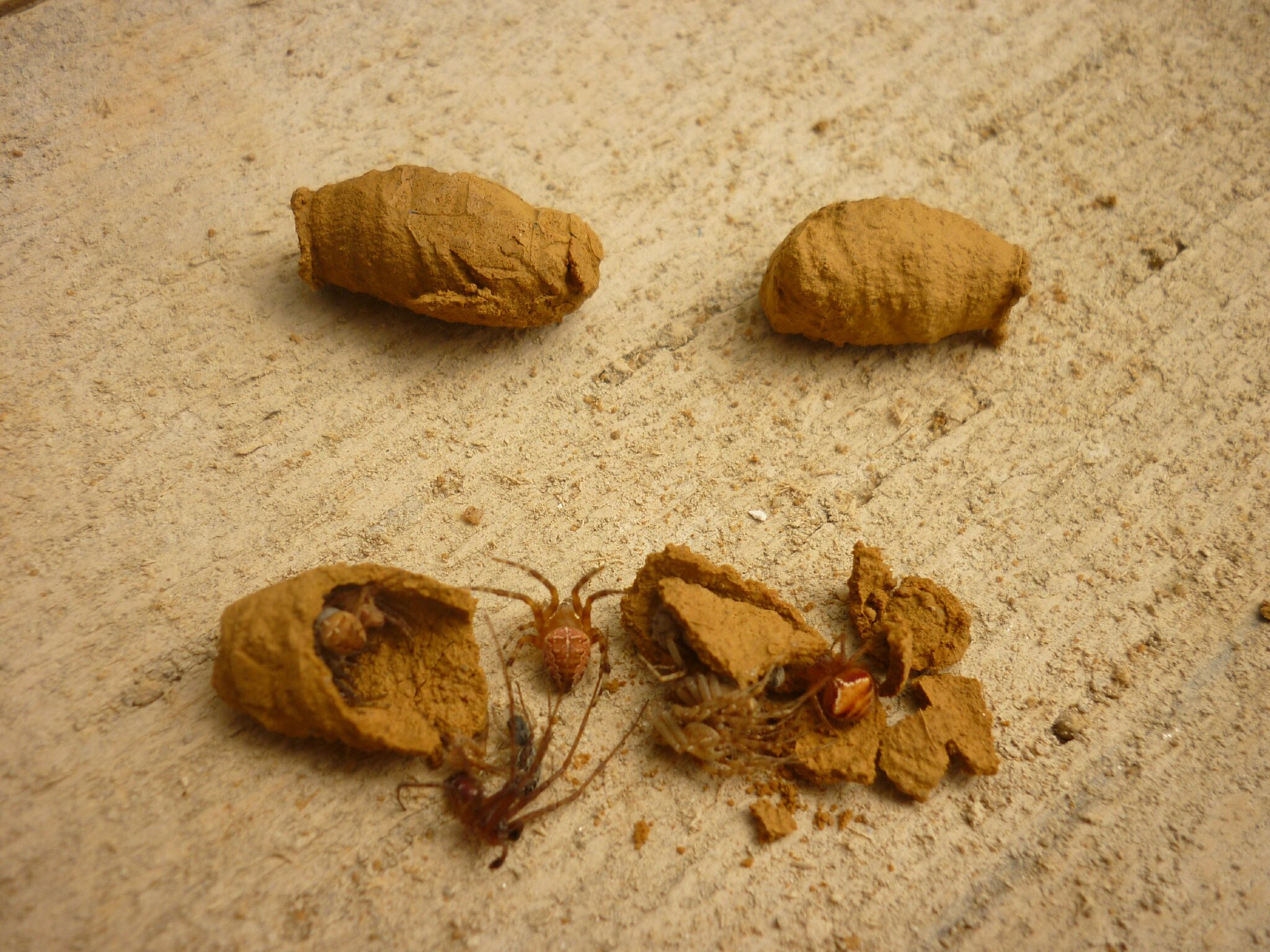 Cocon Insecte Dans Maison | Ventana Blog