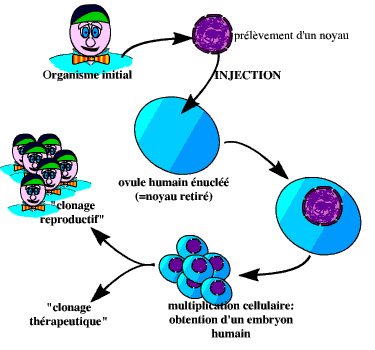 Qu'est-ce que le clonage ? - Le clonage
