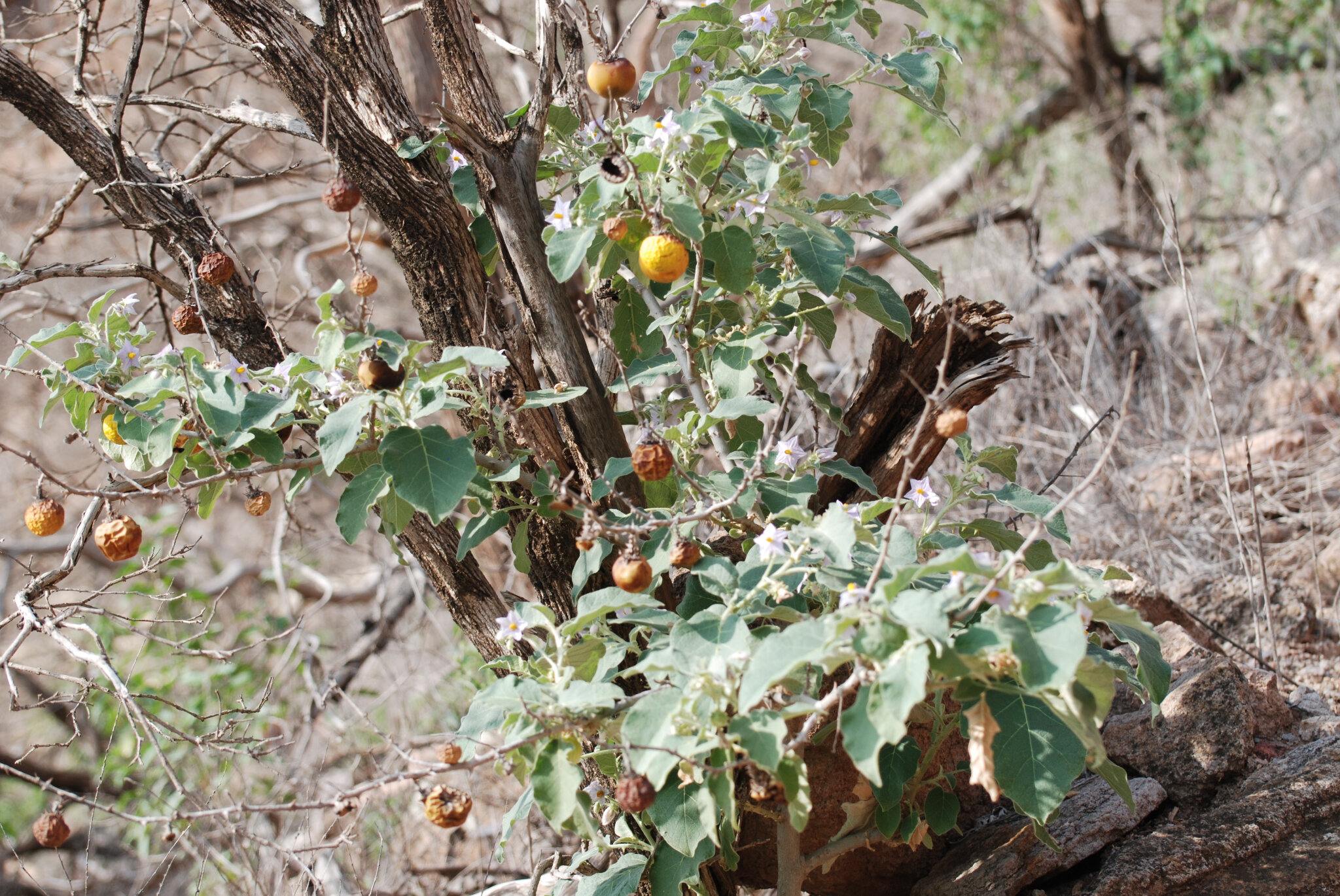 Nomado de 3 jours : Dougoum, Ditilou et les Sables blancs – Le journal ...